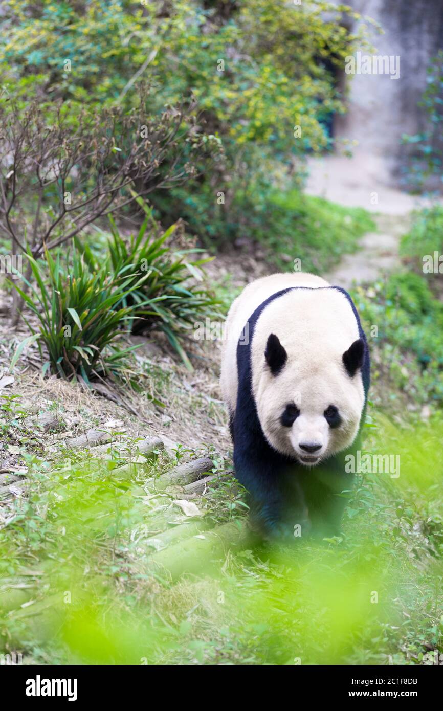 panda in chengdu Stock Photo - Alamy