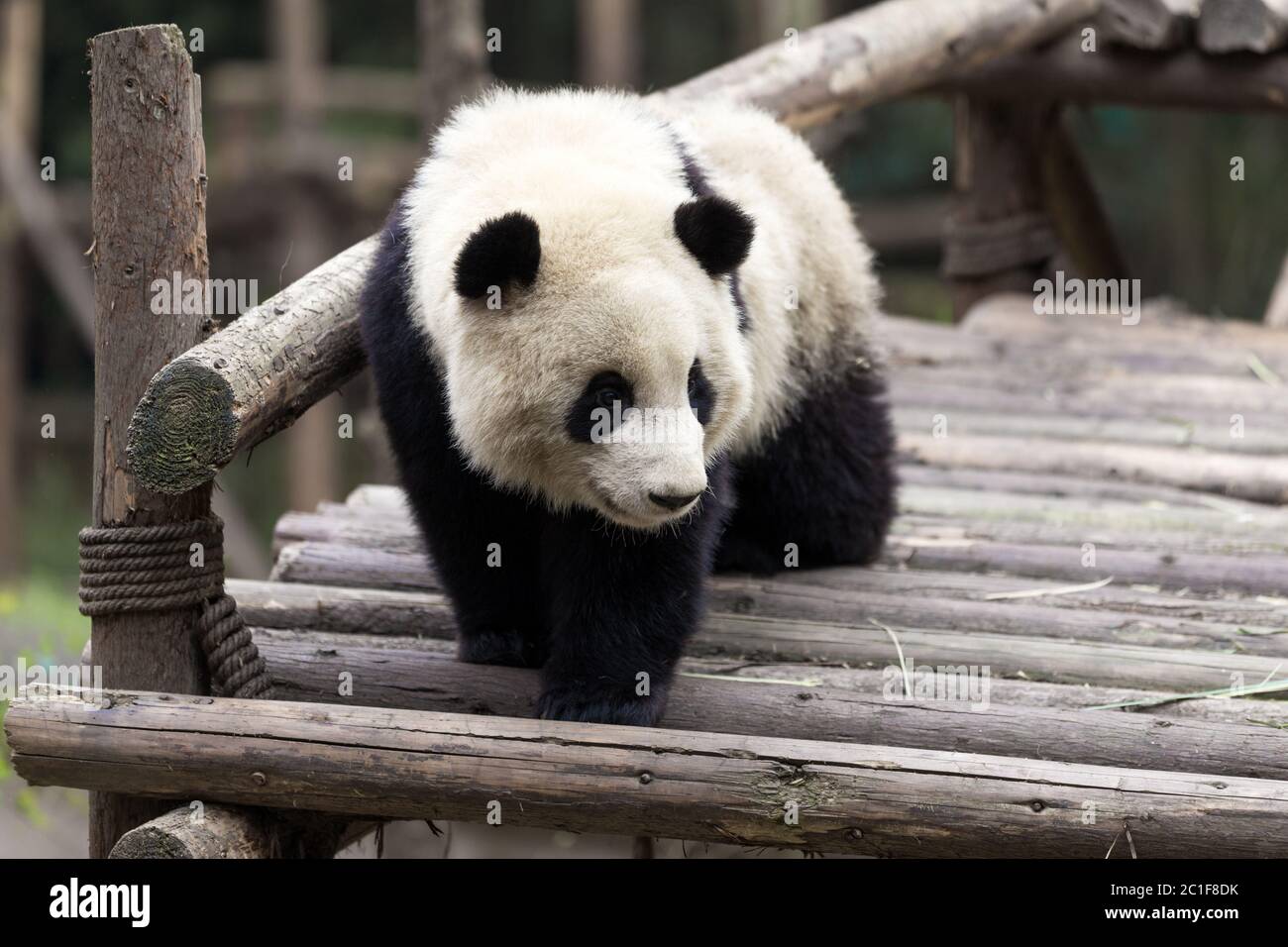panda in chengdu Stock Photo - Alamy