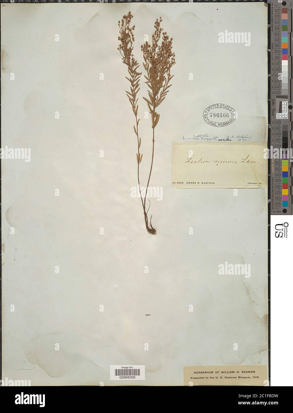 Lechea stricta Legg Lechea stricta Legg Stock Photo - Alamy