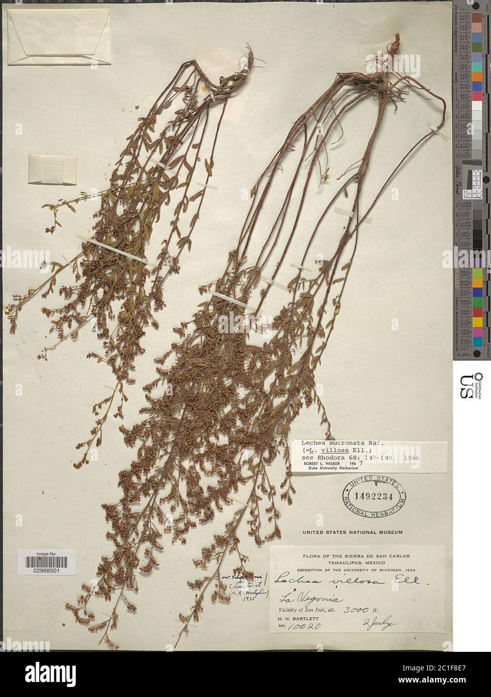 Lechea mucronata Raf Lechea mucronata Raf Stock Photo - Alamy