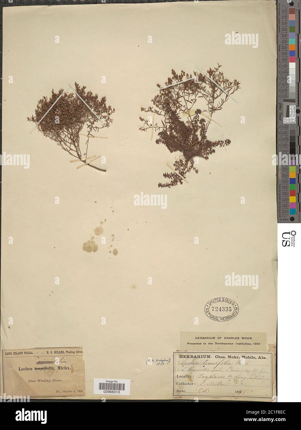 Lechea tenuifolia Michx Lechea tenuifolia Michx Stock Photo - Alamy