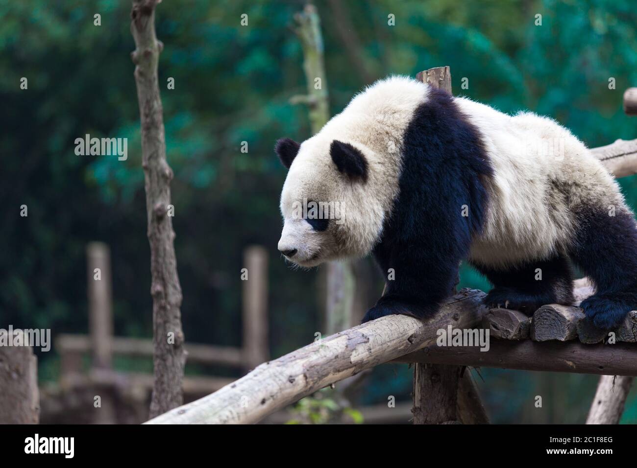 panda in chengdu Stock Photo - Alamy