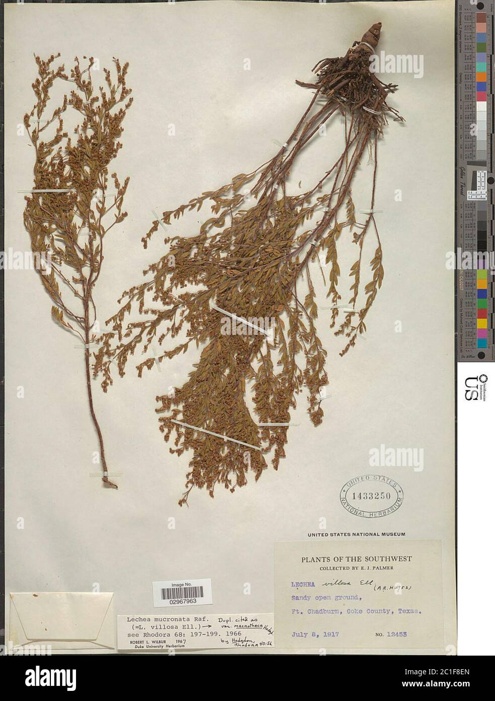 Lechea mucronata Raf Lechea mucronata Raf Stock Photo - Alamy