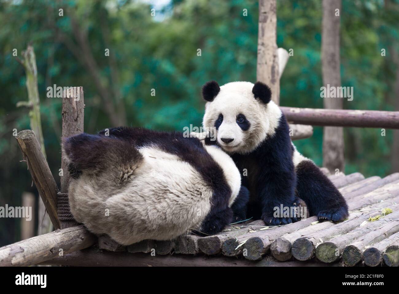panda in chengdu Stock Photo - Alamy