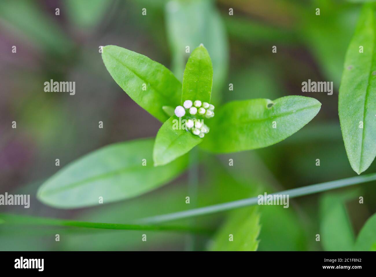 Forget Me Not Flower Buds in Springtime Stock Photo - Alamy