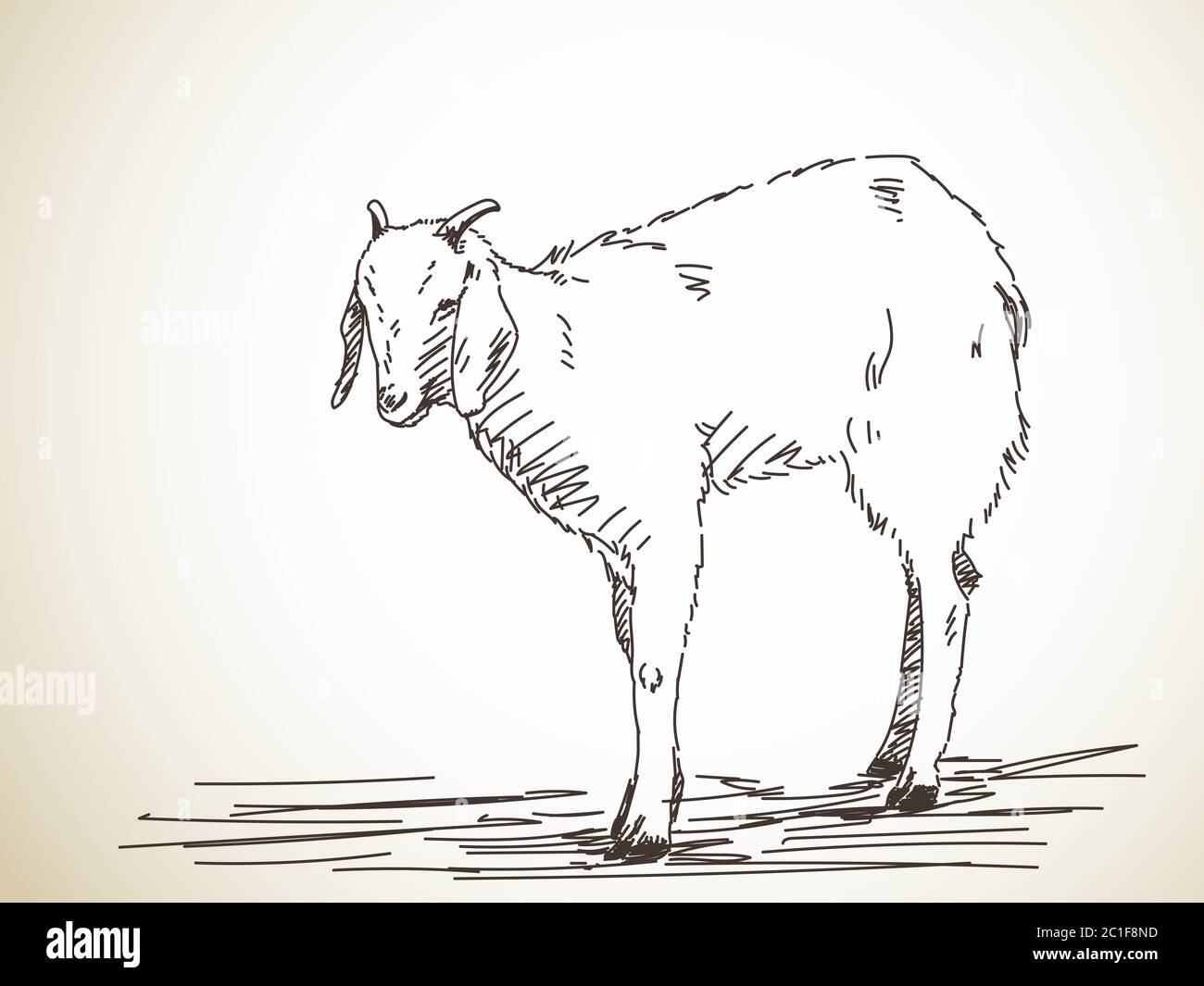 Sketch of goat, Hand drawn illustration Stock Vector Image & Art - Alamy