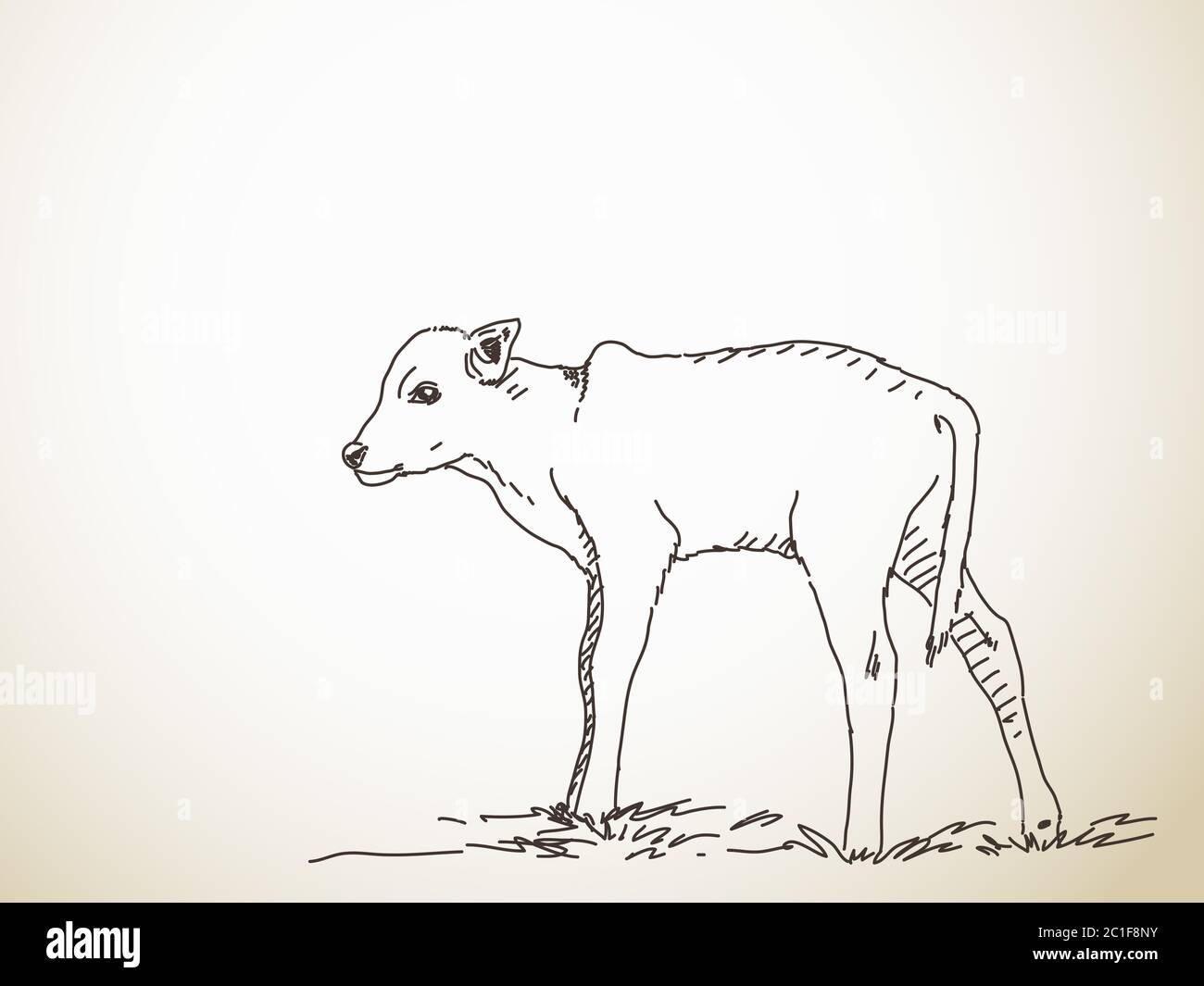 Sketch of calf, Hand drawn vector illustration Stock Vector Image & Art ...