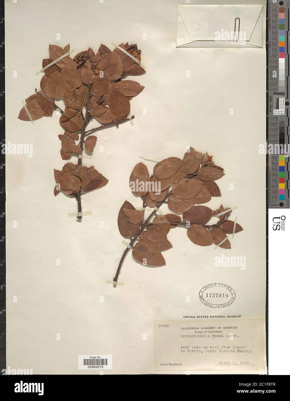 Rosei hi-res stock photography and images - Alamy