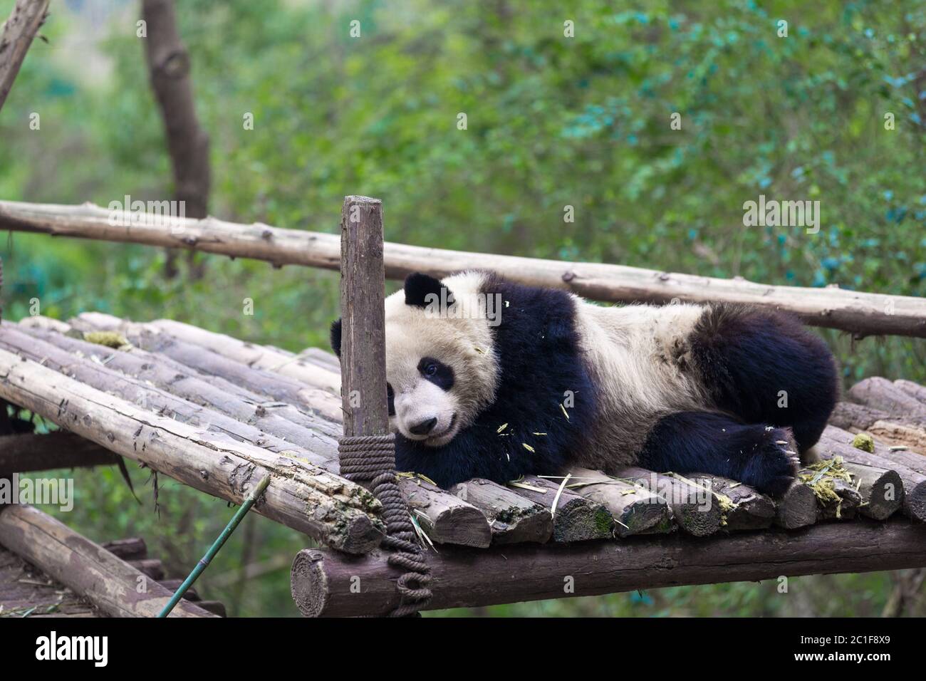 panda in chengdu Stock Photo - Alamy
