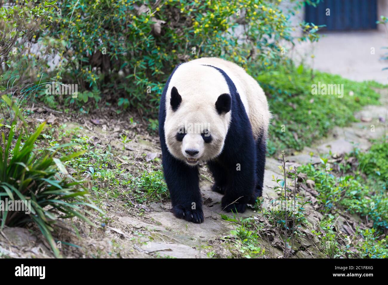 panda in chengdu Stock Photo - Alamy