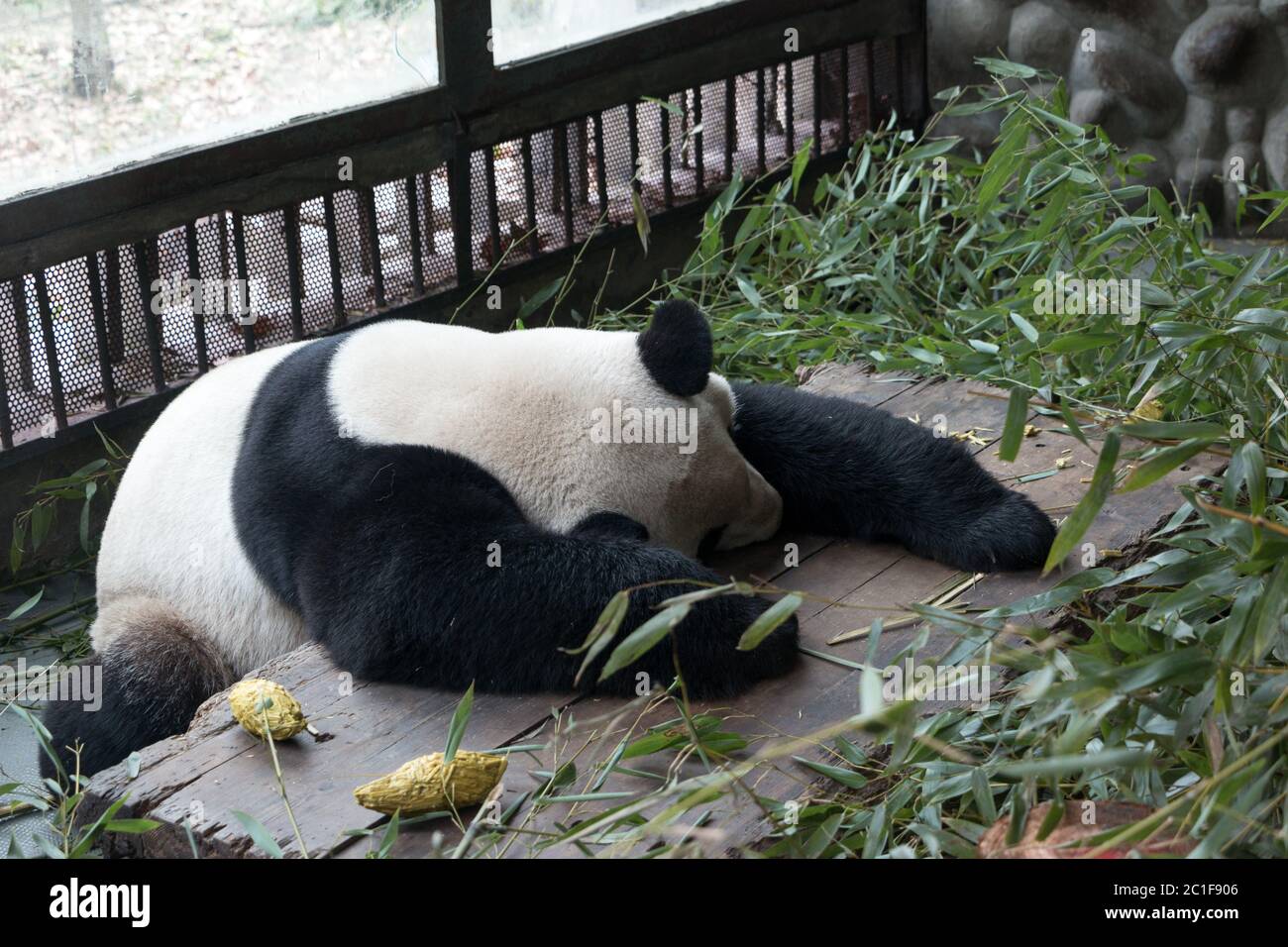 panda in chengdu Stock Photo - Alamy