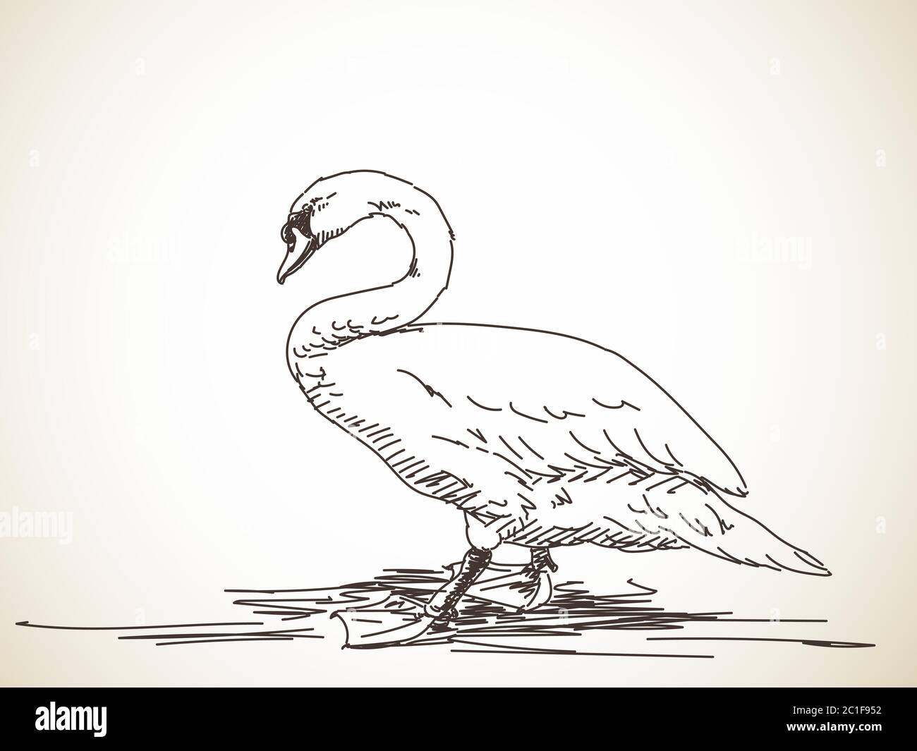 Sketch of swan. Hand drawn illustration Stock Vector Image & Art - Alamy