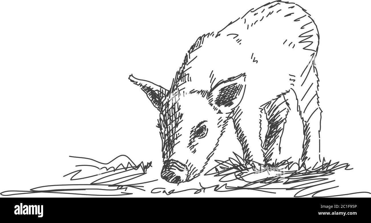 Pig Vector Sketch Hand drawn illustration Stock Vector Image & Art - Alamy