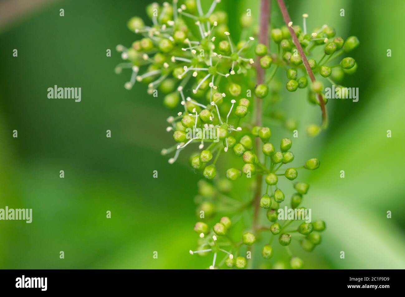 Grape Flowers in Bloom in Springtime Stock Photo - Alamy