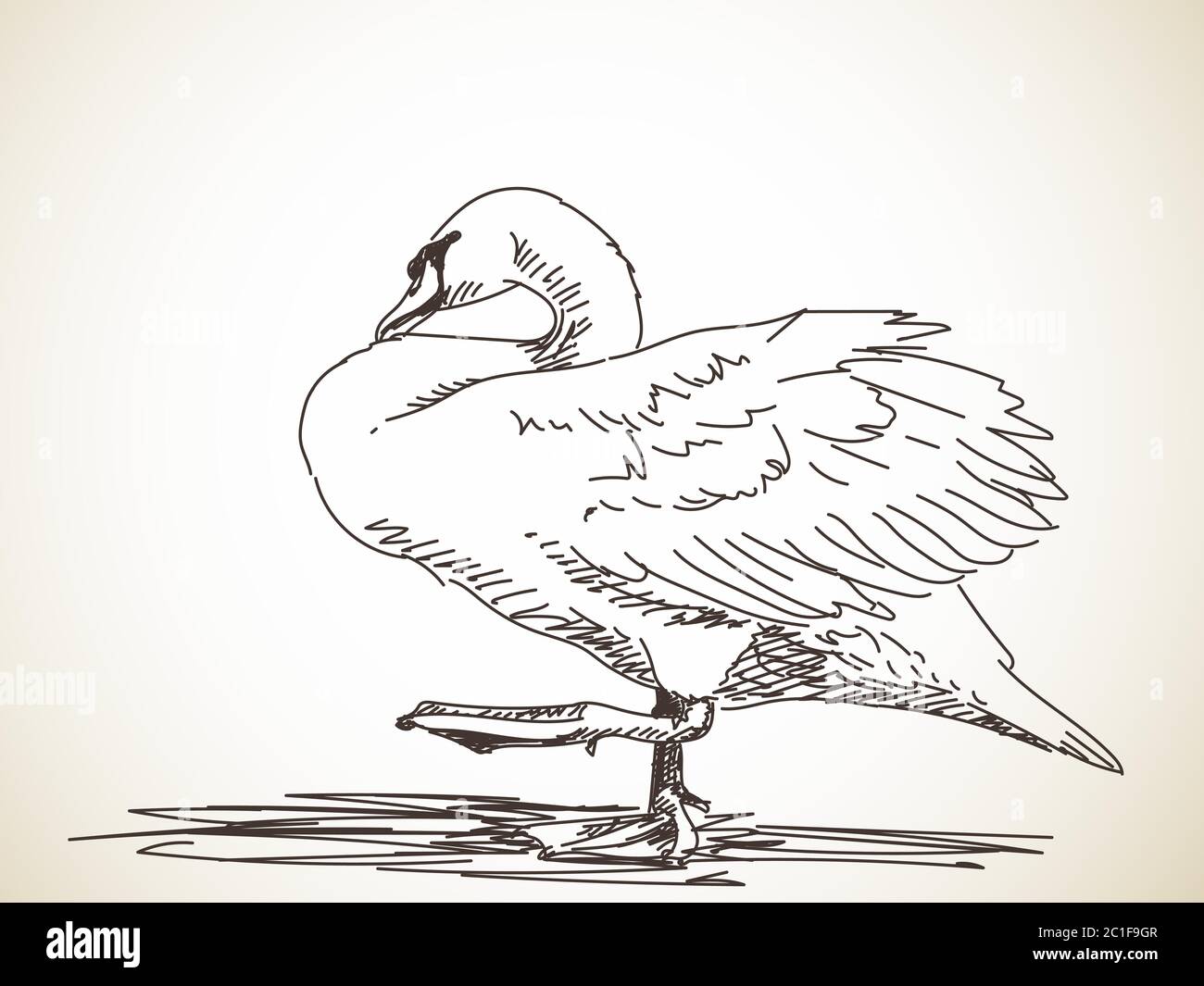 Swan standing on one leg Stock Vector Images - Alamy