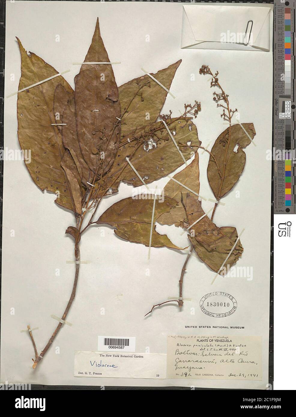 Rinorea paniculata Mart Kuntze Rinorea paniculata Mart Kuntze Stock ...