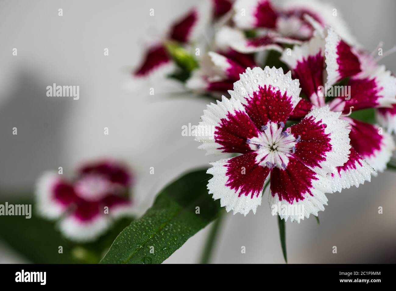Colorful carnation hi-res stock photography and images - Alamy