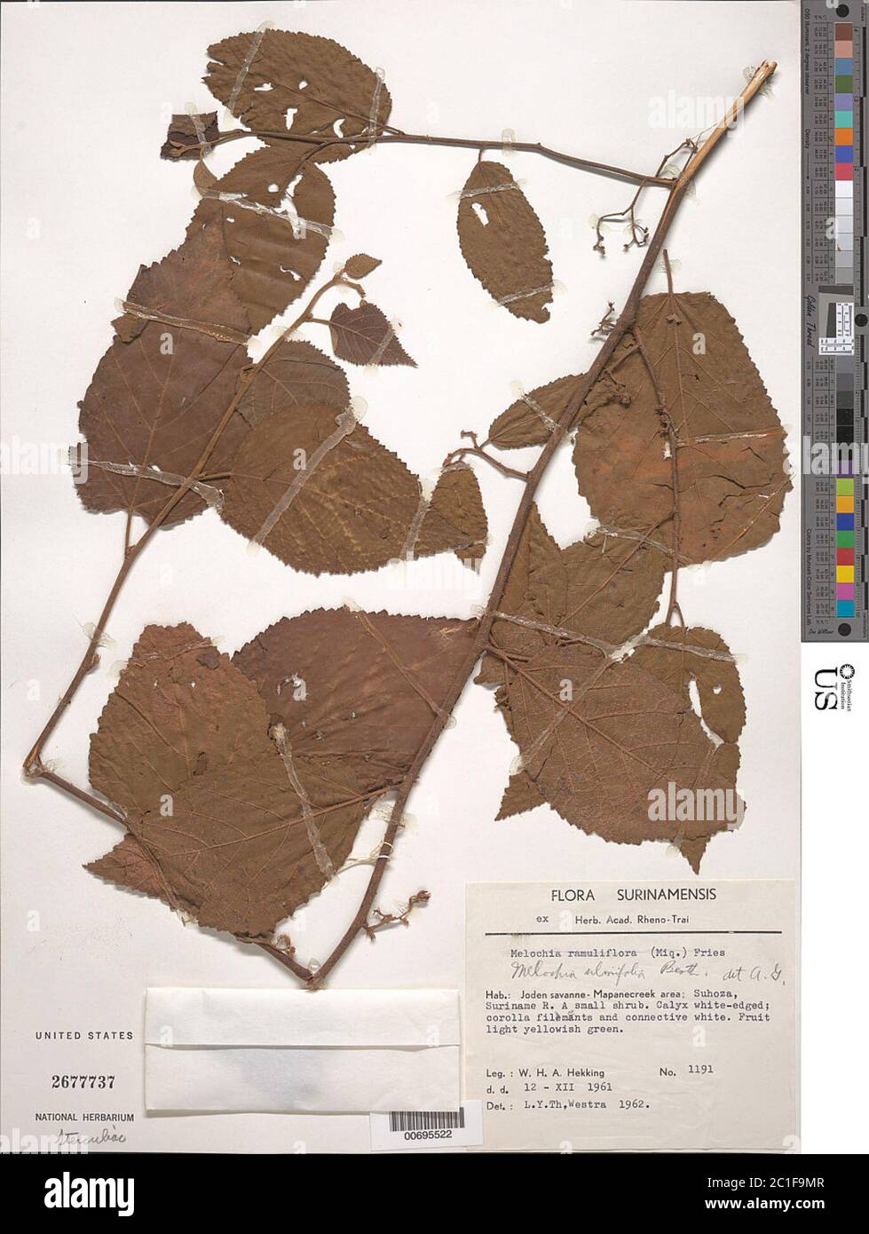 Melochia ulmifolia Benth Melochia ulmifolia Benth Stock Photo - Alamy