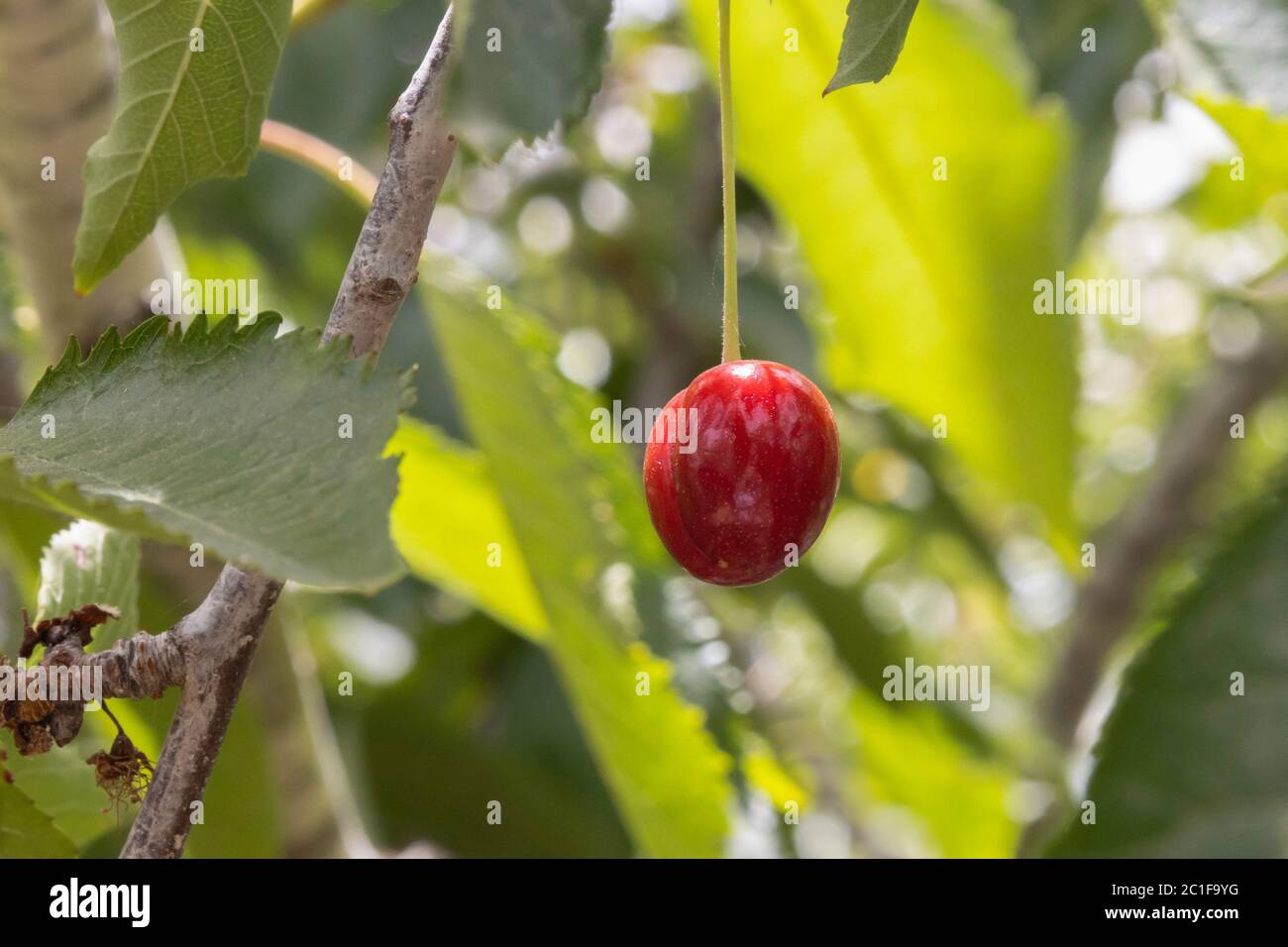 A single red cherry in a cherry tree in a kibbutz in Israel Stock Photo ...