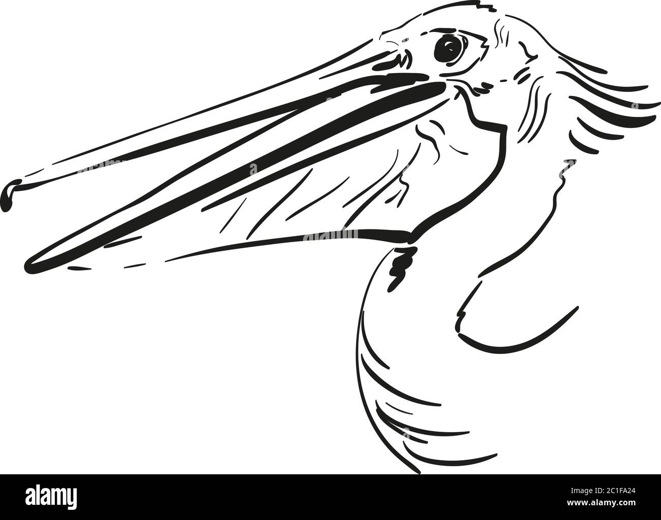 Hand drawn sketch of pelican head with open beak Stock Vector Image ...