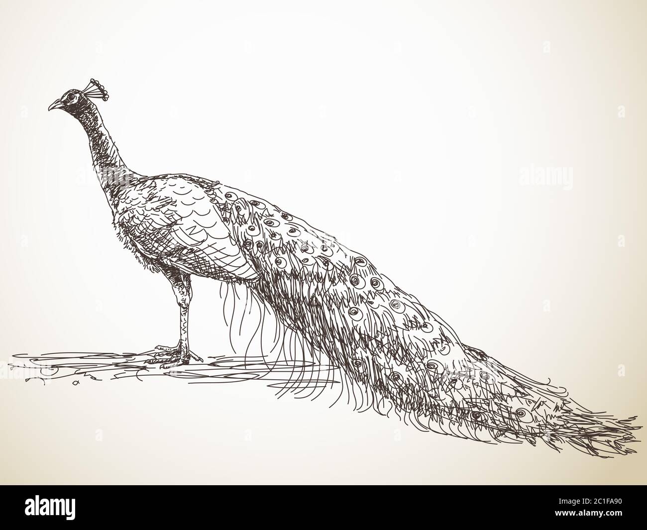 Peacock Drawing Sketch