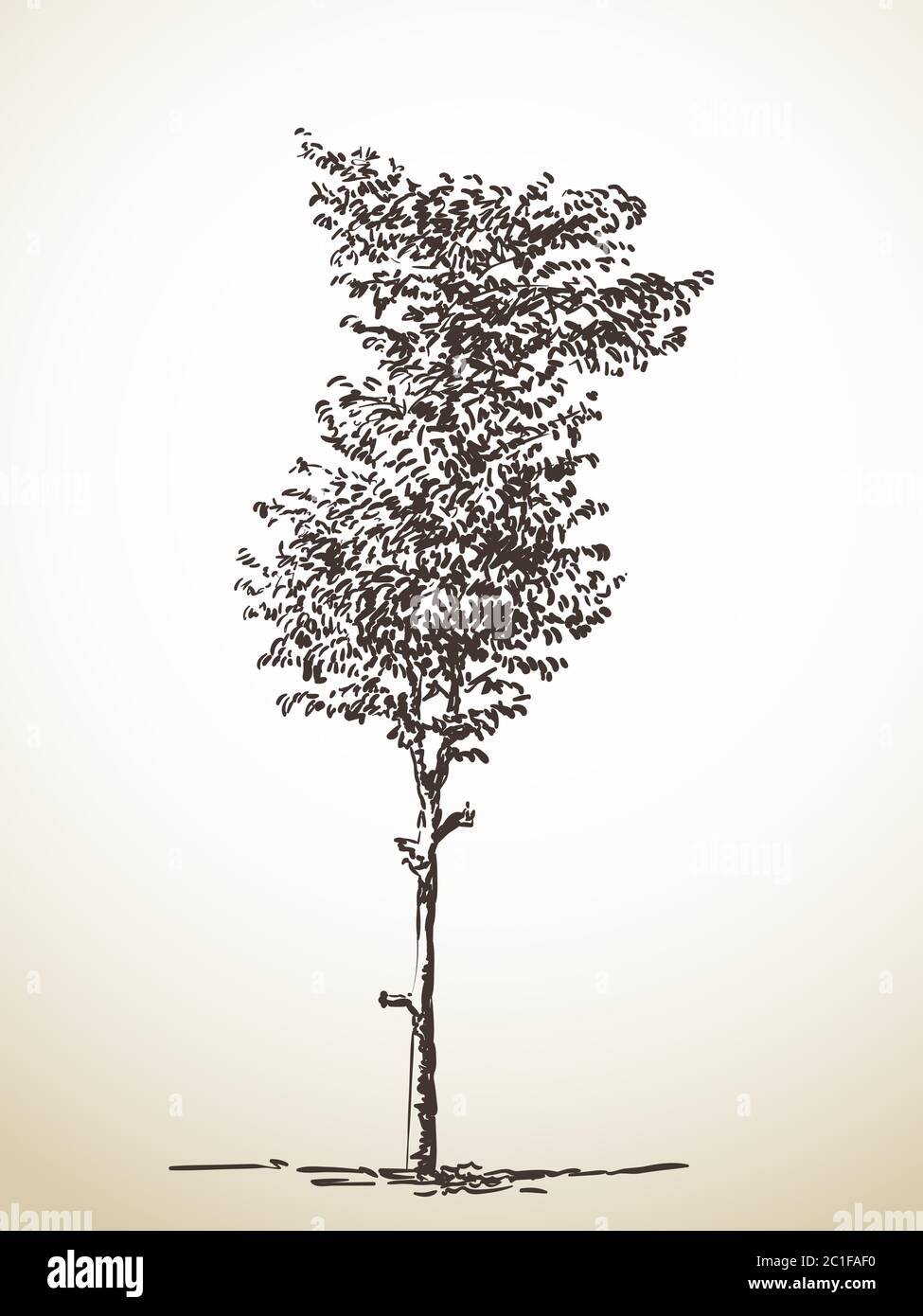 Sketch of isolated tree, Hand drawn illustration Stock Vector Image ...