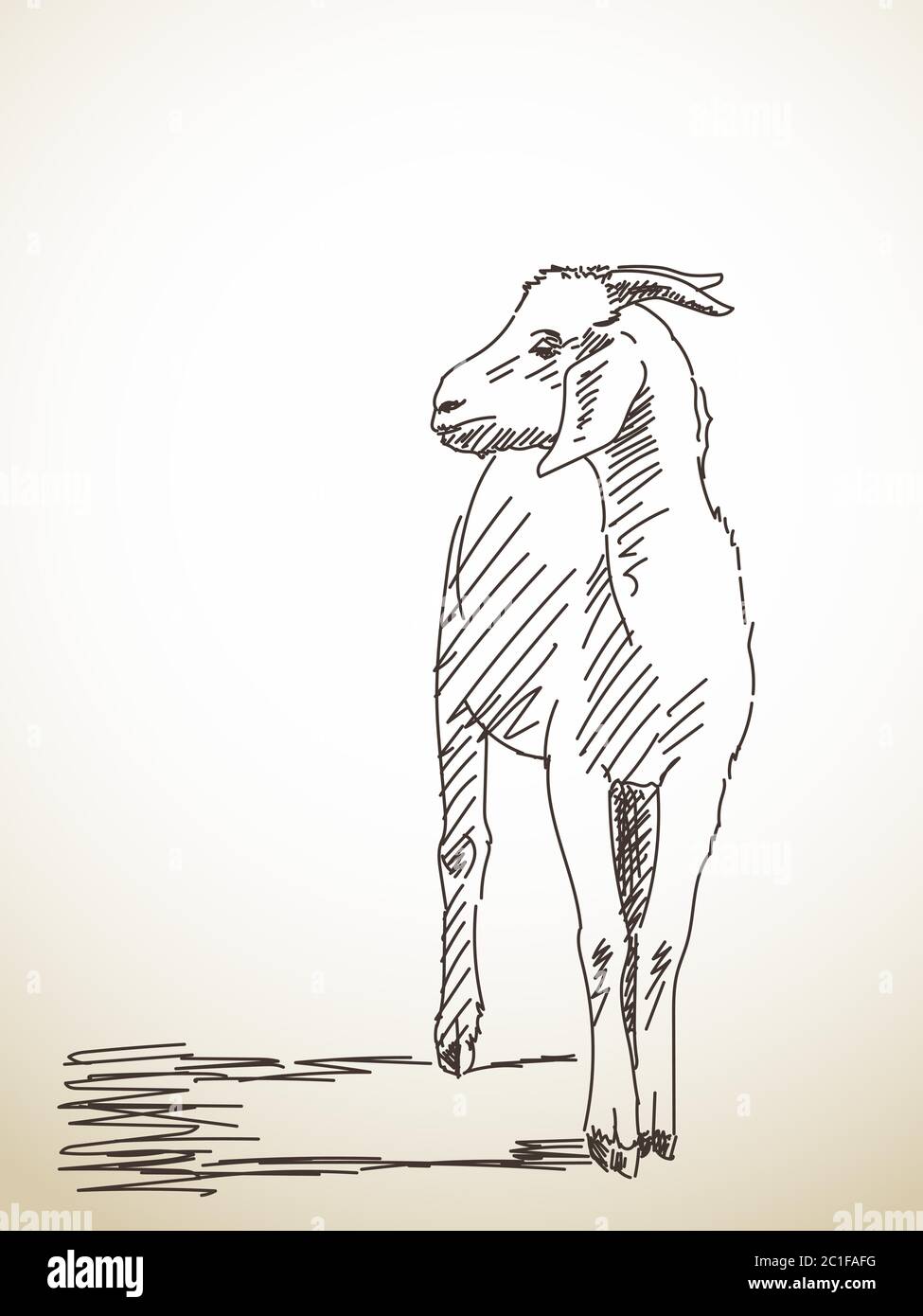 Sketch of goat, Hand drawn illustration Stock Vector Image & Art - Alamy