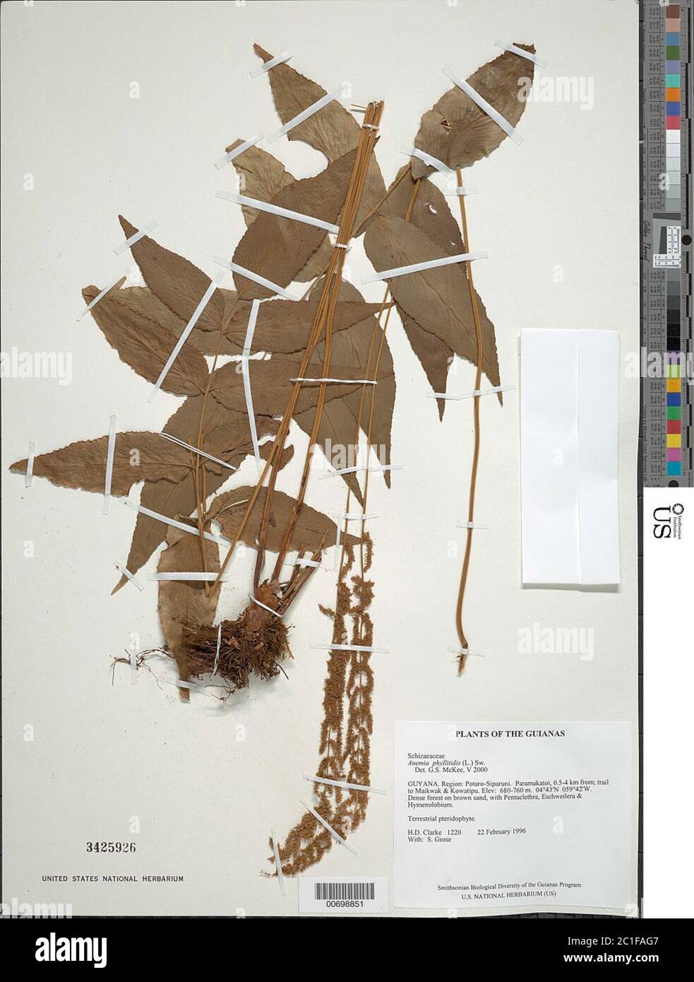 Anemia phyllitidis L Sw Anemia phyllitidis L Sw Stock Photo - Alamy