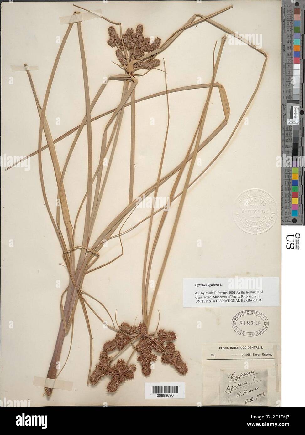 Cyperus ligularis L Cyperus ligularis L Stock Photo - Alamy