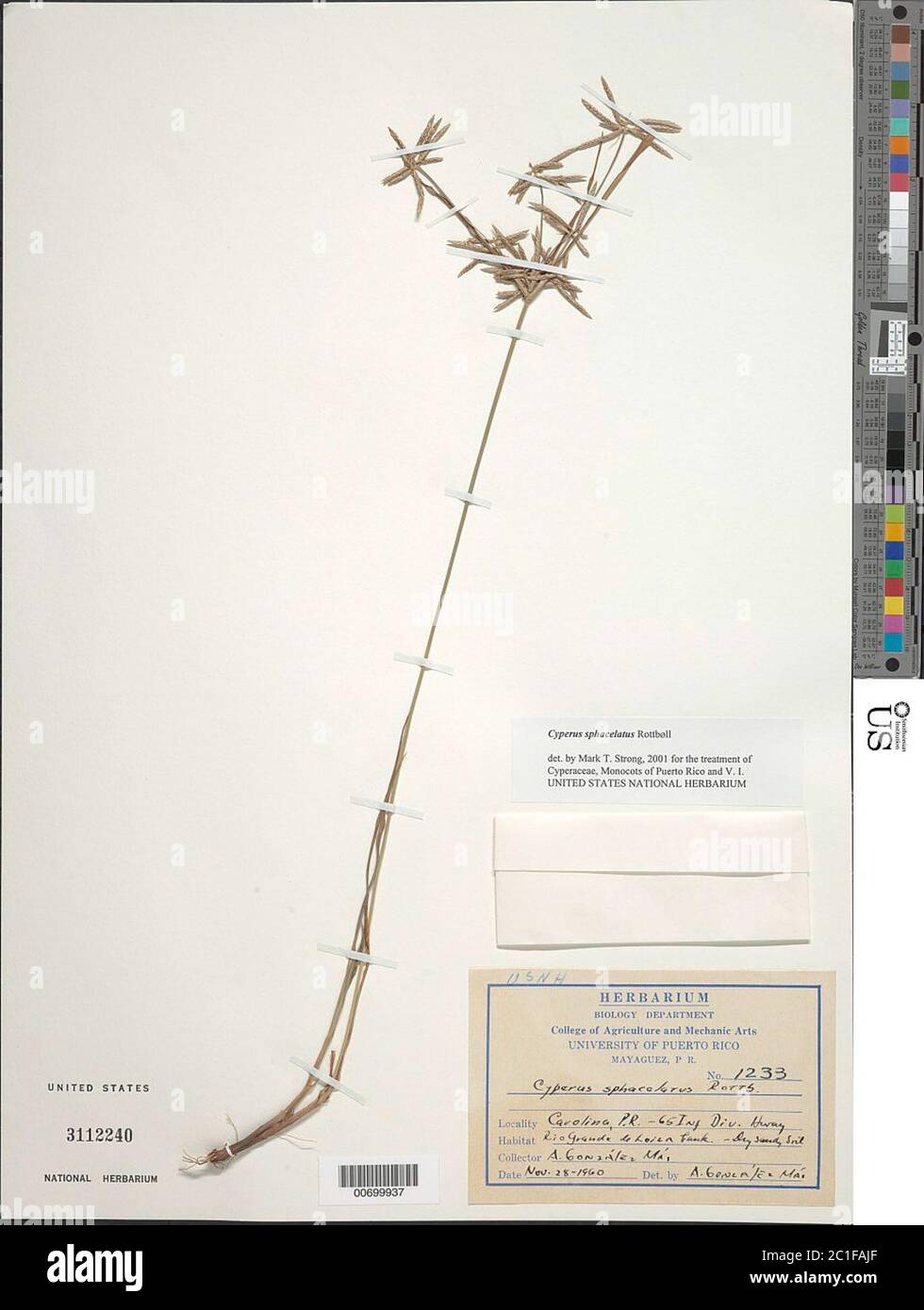 Cyperus sphacelatus Rottb Cyperus sphacelatus Rottb Stock Photo - Alamy