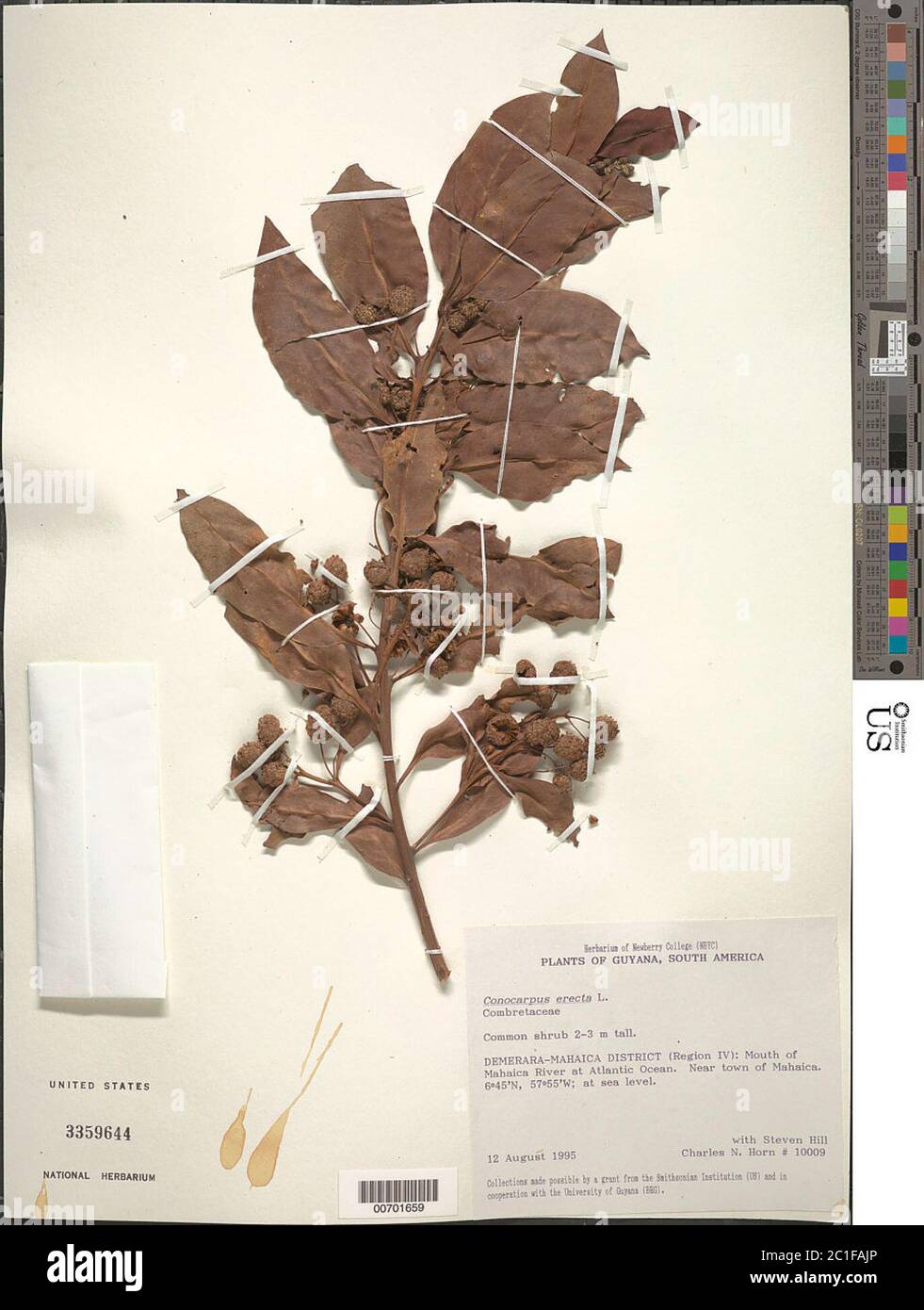 Conocarpus erectus hi-res stock photography and images - Alamy