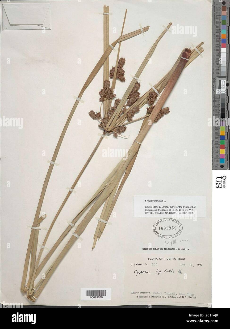 Cyperus ligularis L Cyperus ligularis L Stock Photo - Alamy