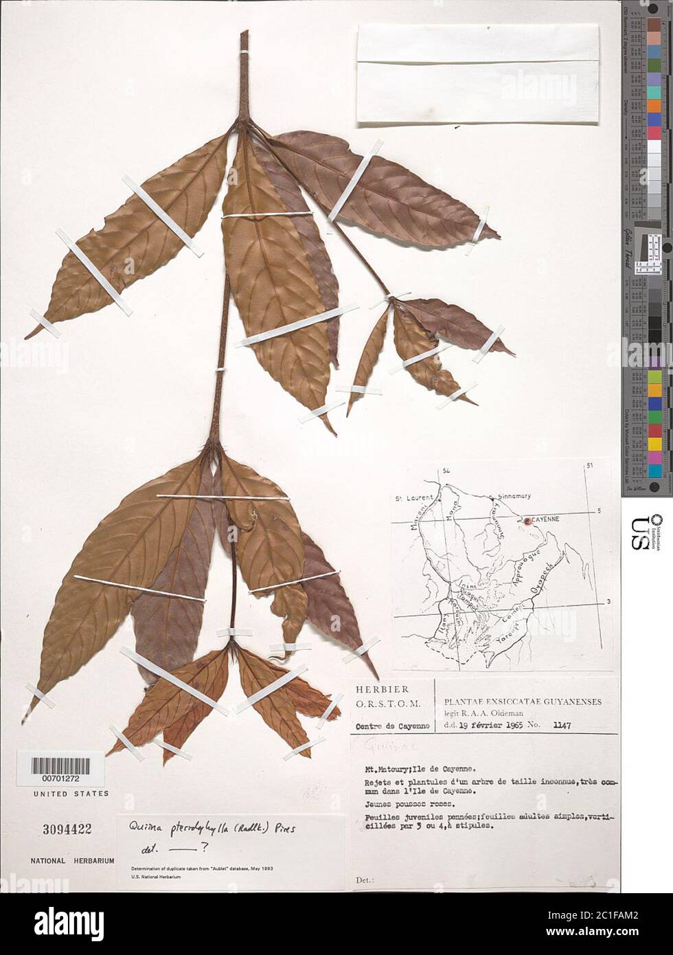 Pteridophylla hi-res stock photography and images - Alamy