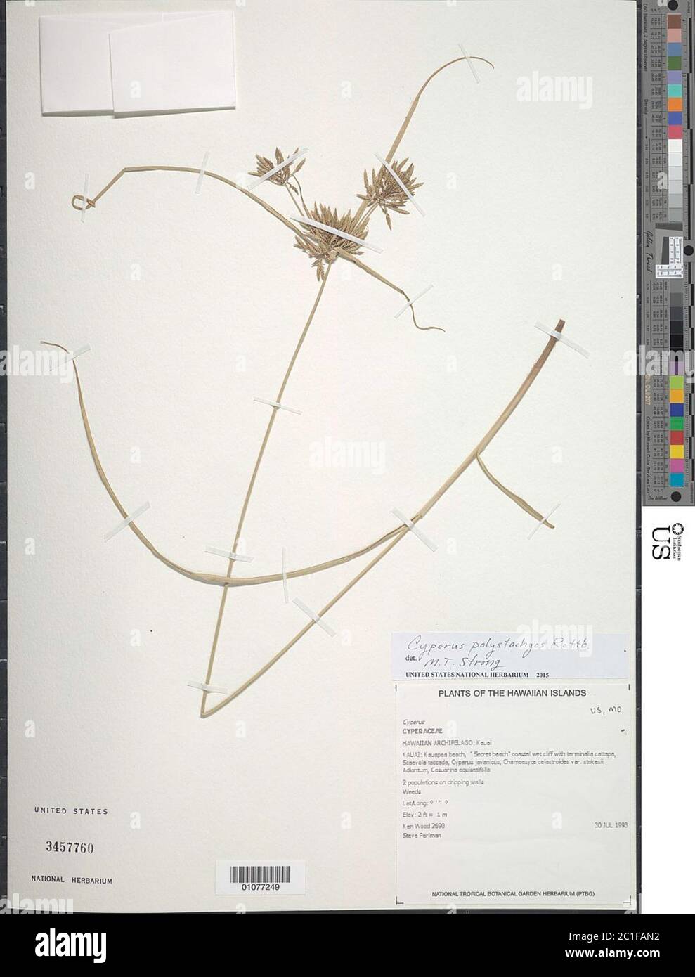 Cyperus polystachyos Rottb Cyperus polystachyos Rottb Stock Photo - Alamy