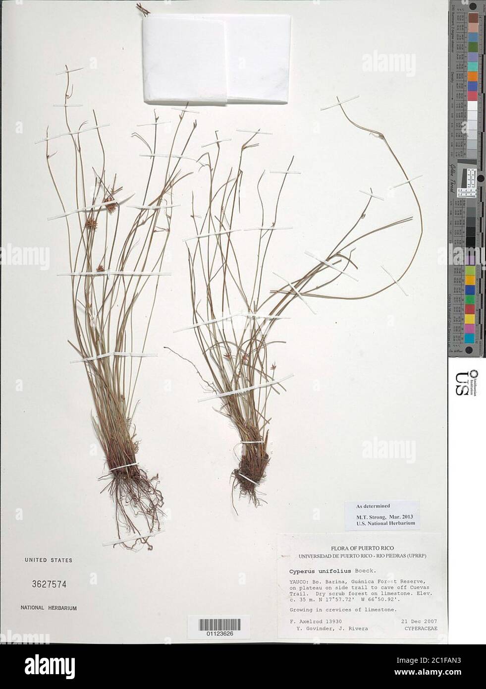 Cyperus unifolius Boeckeler Cyperus unifolius Boeckeler Stock Photo - Alamy