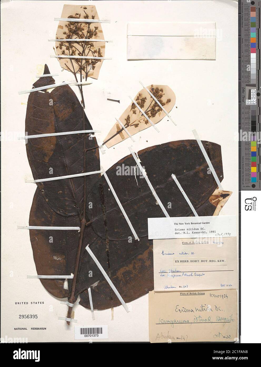 Erisma nitidum DC Erisma nitidum DC Stock Photo - Alamy