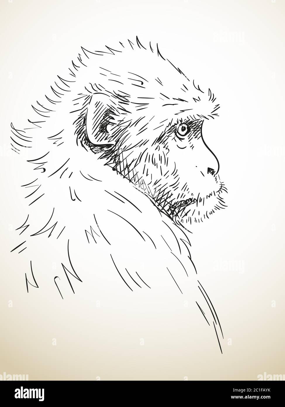 Realistic Monkey Drawing