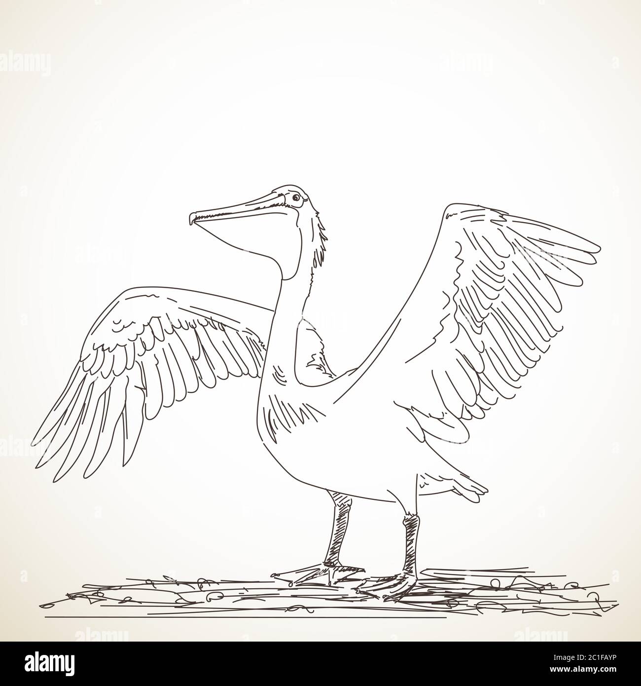 Hand drawn sketch of pelican with spread wings Stock Vector Image & Art ...