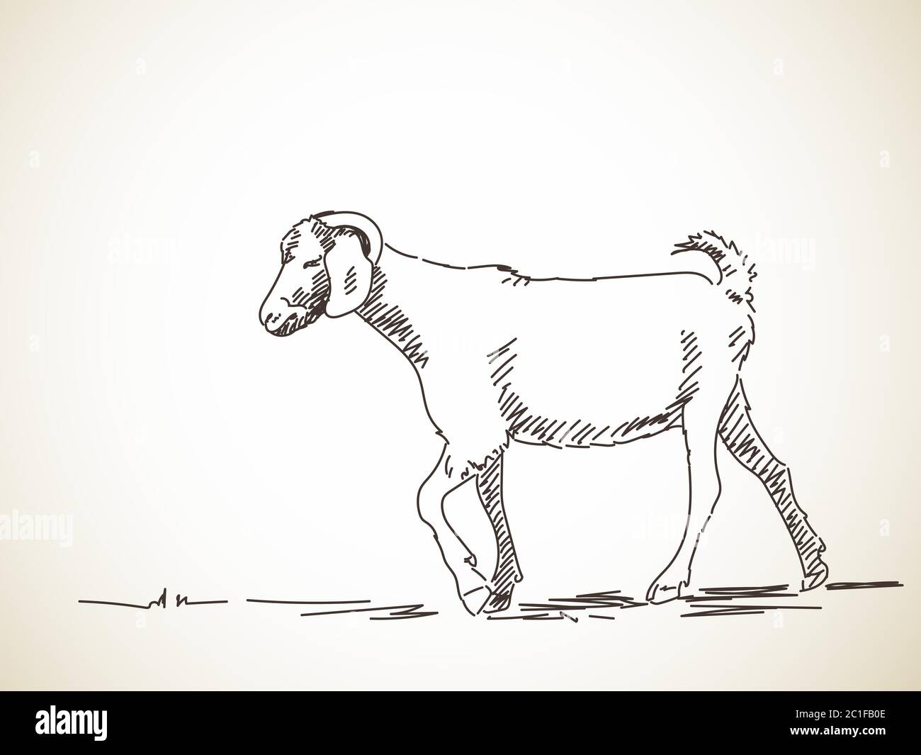 Sketch of goat, Hand drawn illustration Stock Vector Image & Art - Alamy