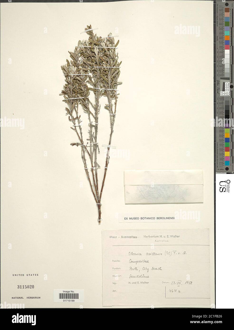 Olearia axillaris hi-res stock photography and images - Alamy