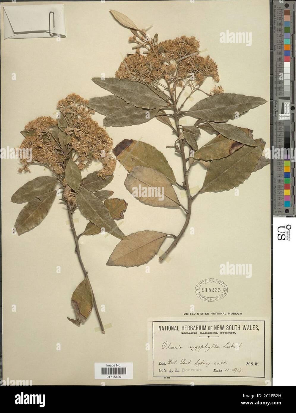 Olearia specimen olearia specimen hi-res stock photography and images ...