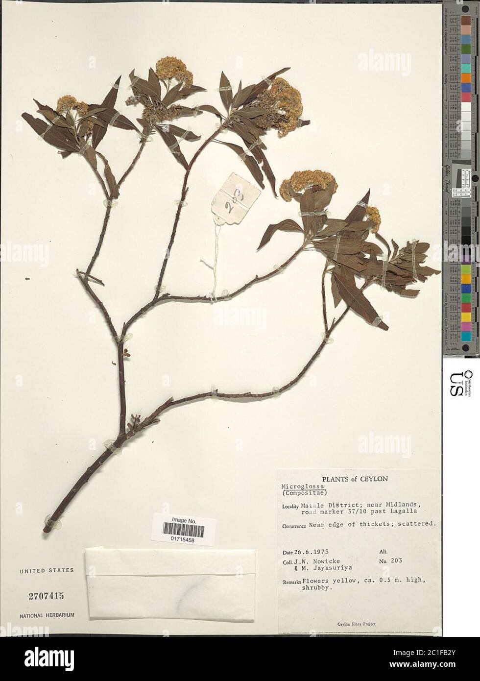 Microglossa hi-res stock photography and images - Alamy