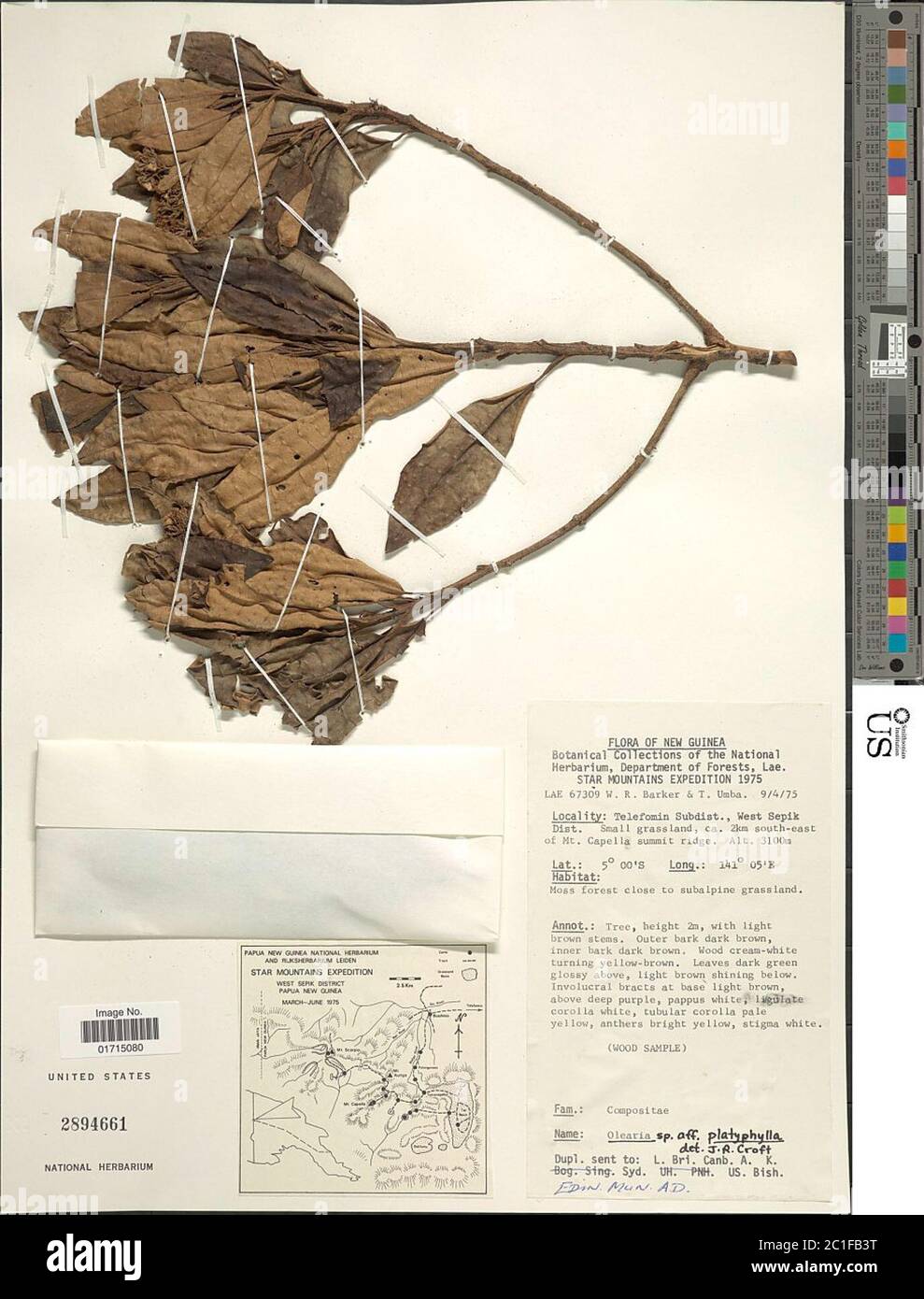 Olearia specimen olearia specimen hi-res stock photography and images ...