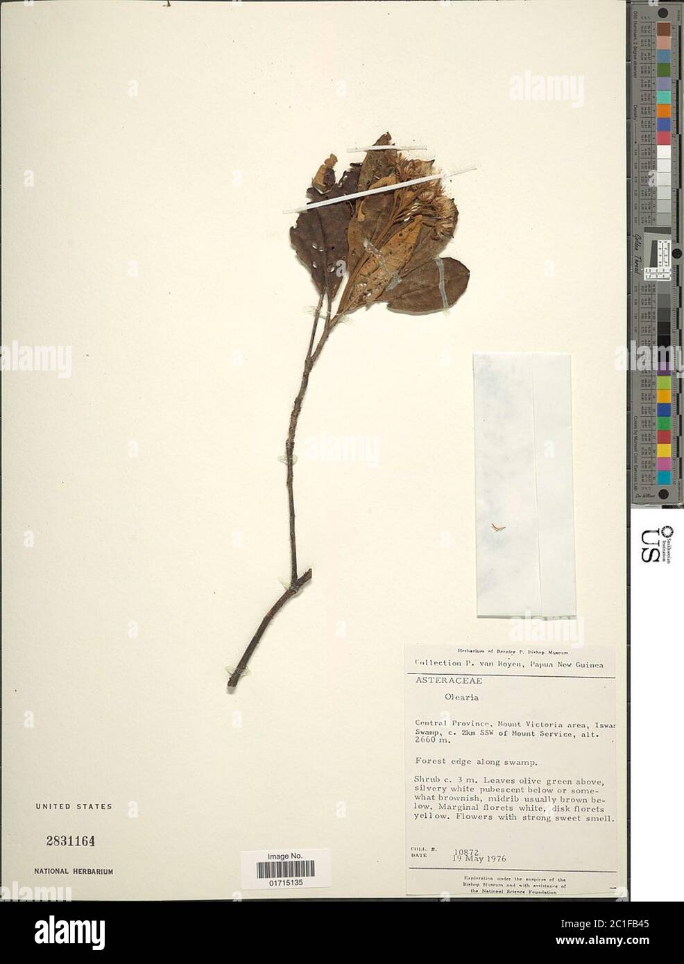 Olearia specimen olearia specimen hi-res stock photography and images ...