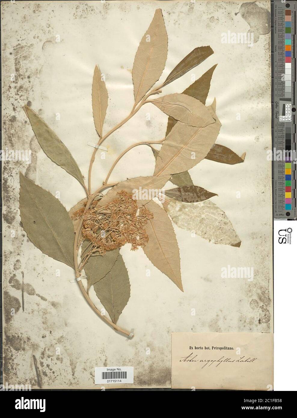 Olearia specimen olearia specimen hi-res stock photography and images ...