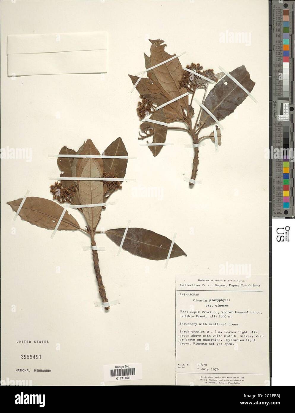 Olearia specimen olearia specimen hi-res stock photography and images ...