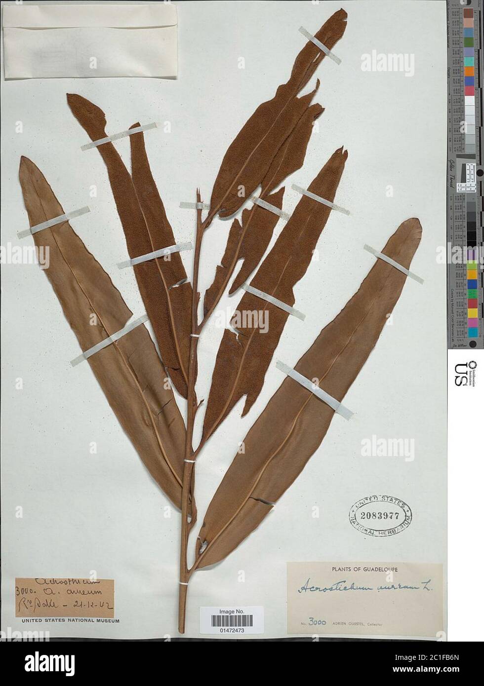 Acrostichum aureum L Acrostichum aureum L Stock Photo - Alamy