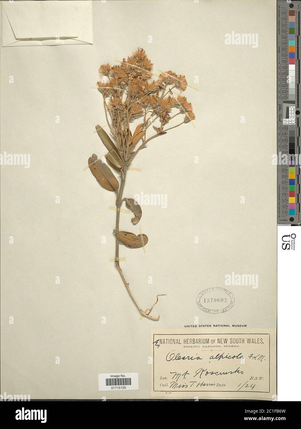 Olearia specimen olearia specimen hi-res stock photography and images ...