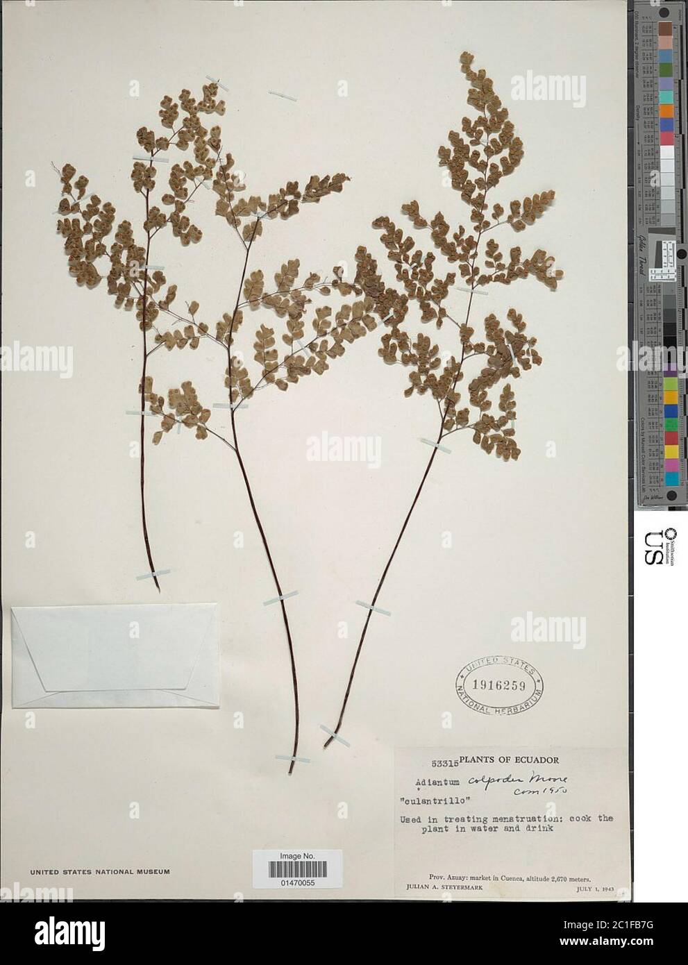 Colpodes High Resolution Stock Photography and Images - Alamy