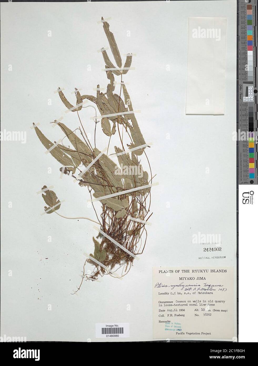 Pteris ryukyuensis Tagawa Pteris ryukyuensis Tagawa Stock Photo - Alamy